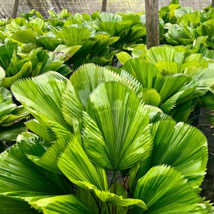 Licuala Grandis Palm for Sale | PlantologyUSA.com – Plantology USA