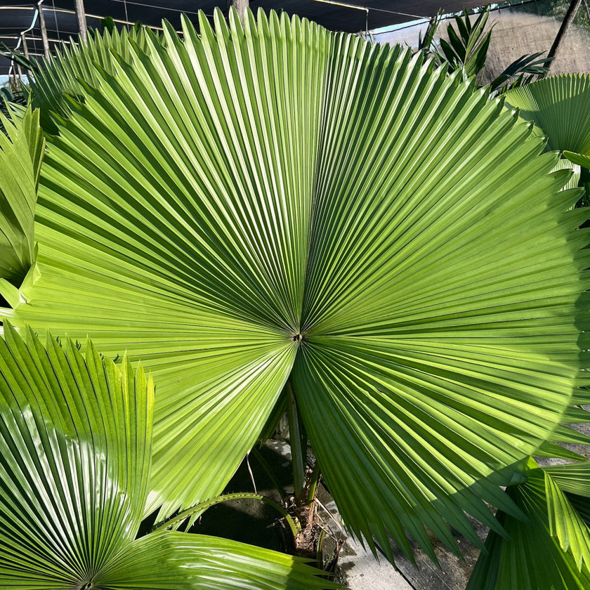 Licuala Peltata Elegans Palm Tree for Sale | Plantology – Plantology USA