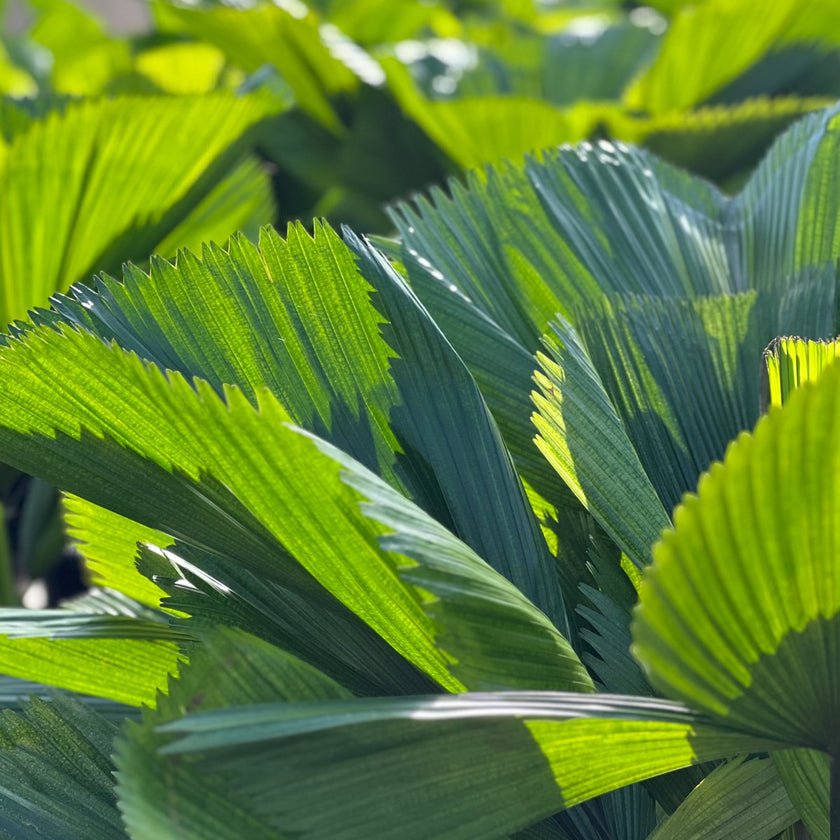 Licuala Peltata Elegans Palm Tree for Sale | Plantology – Plantology USA