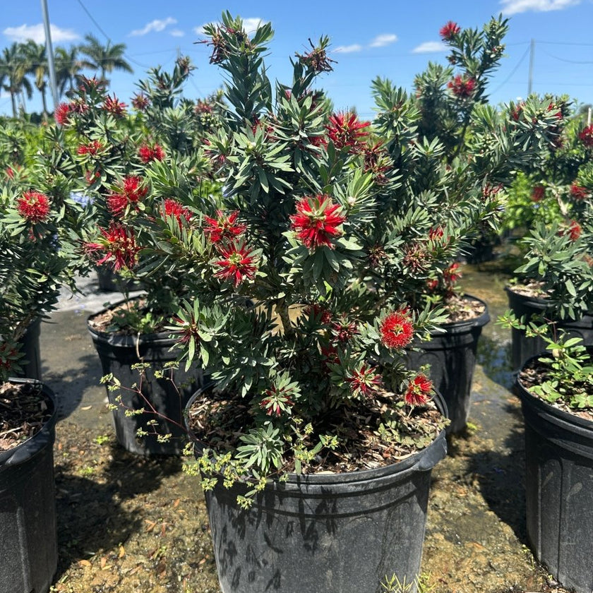 Little John Dwarf Bottlebrush for Sale | PlantologyUSA.com – Plantology USA