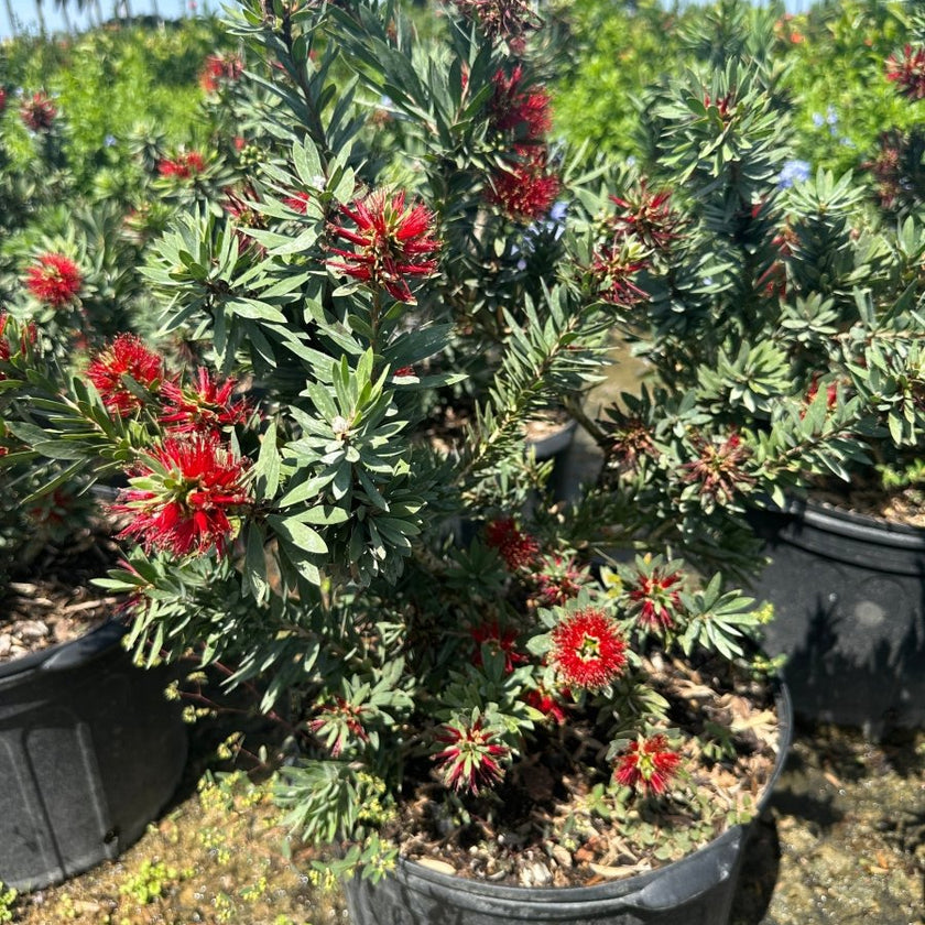 Little John Dwarf Bottlebrush for Sale | PlantologyUSA.com – Plantology USA