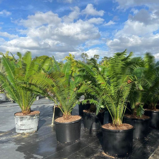 Mexican Cycad for Sale | PlantologyUSA.com – Plantology USA