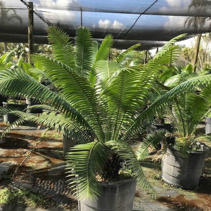Mexican Cycad for Sale | PlantologyUSA.com – Plantology USA