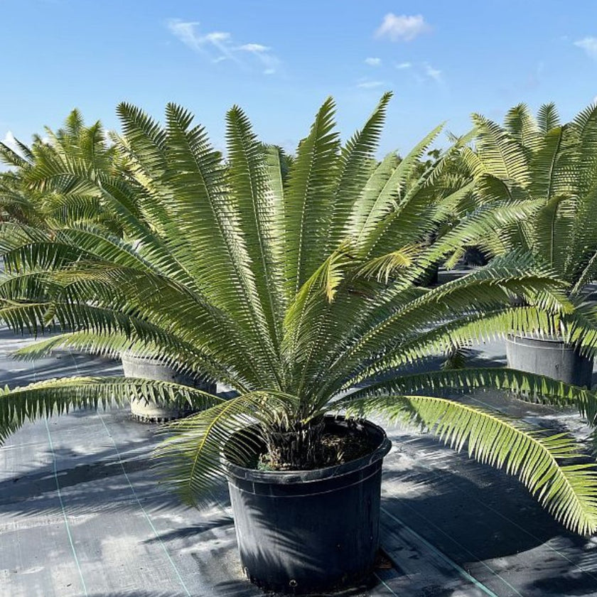 Mexican Cycad for Sale | PlantologyUSA.com – Plantology USA