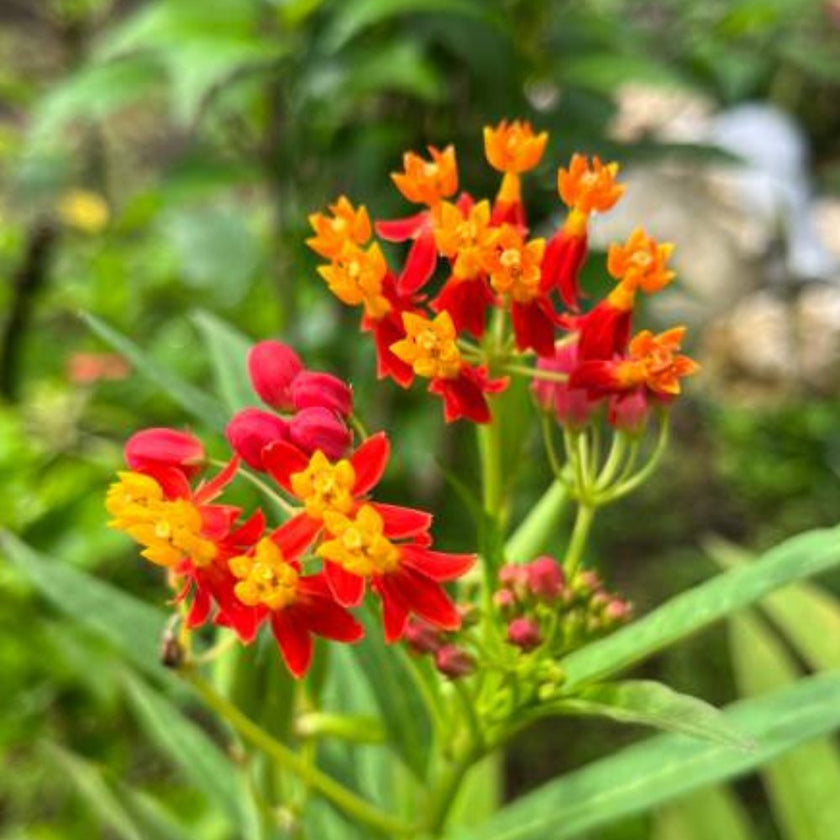 Milkweed Red for Sale | PlantologyUSA.com – Plantology USA