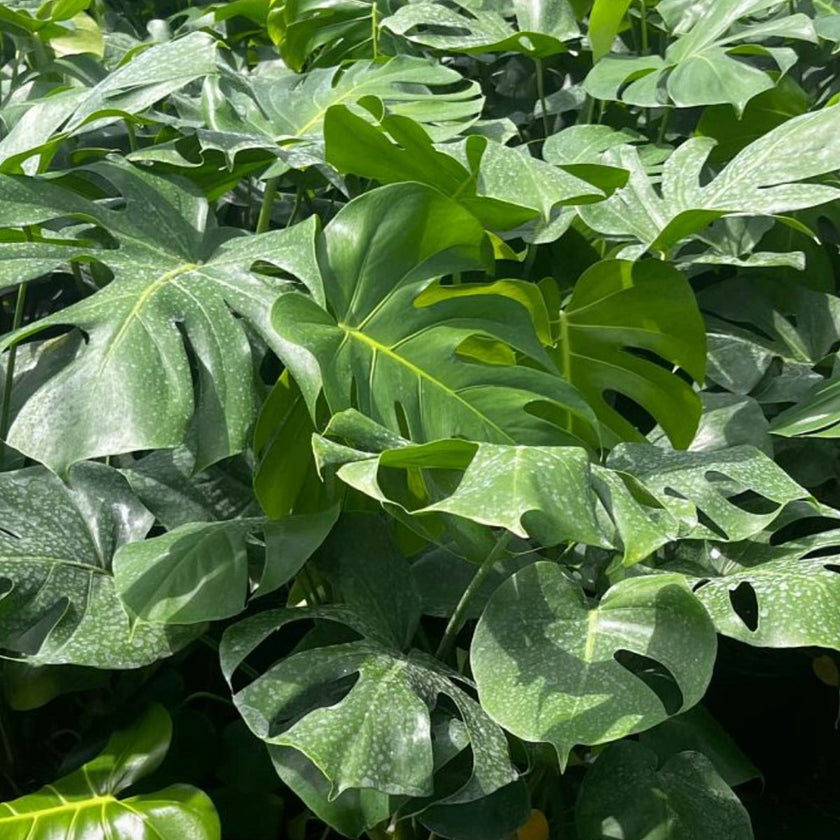 Monstera Deliciosa (Swiss Cheese) for Sale | Plantology – Plantology USA