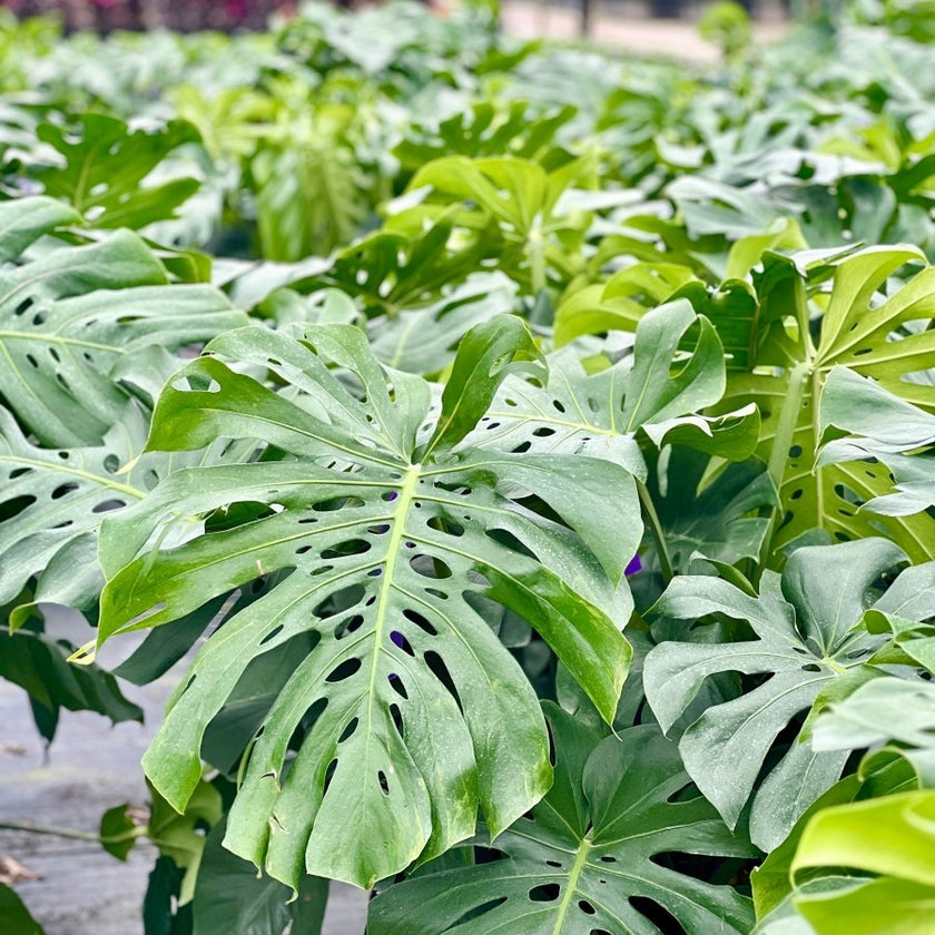 Monstera Deliciosa (Swiss Cheese) for Sale | Plantology – Plantology USA