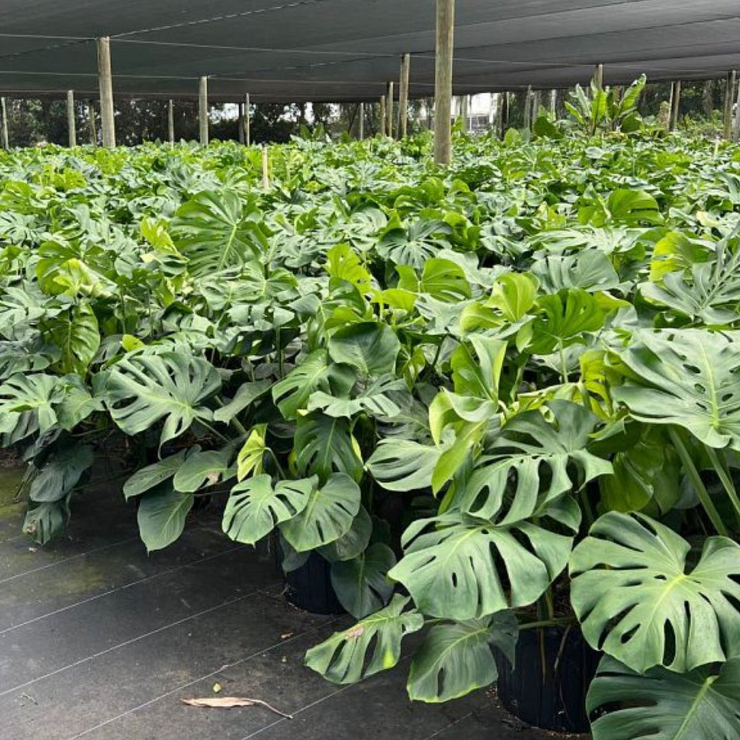 Monstera Deliciosa (Swiss Cheese) for Sale | Plantology – Plantology USA