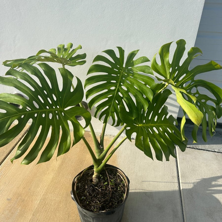 Monstera Deliciosa (Swiss Cheese) for Sale | Plantology – Plantology USA