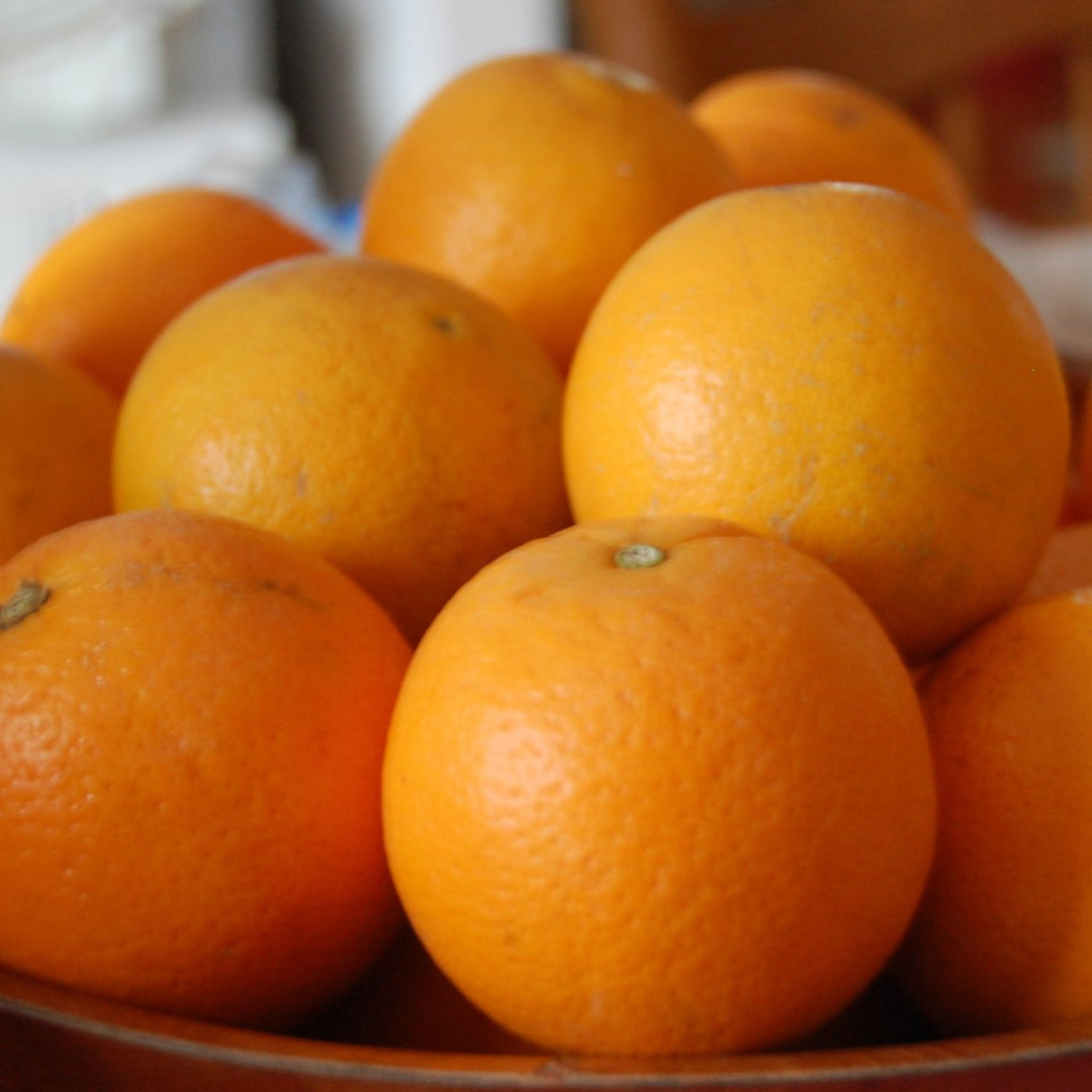 Navel Orange Tree (Citrus Sinensis) - Juicy Homegrown Fruit ...