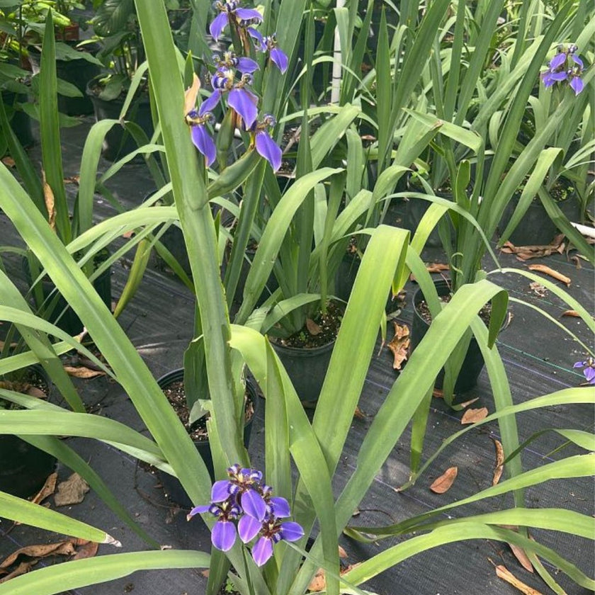 Giant Apostle's Iris 'Regina Iris' for Sale | PlantologyUSA.com