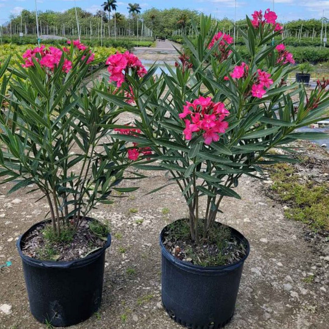 Oleander Bush Calypso Pink for Sale | PlantologyUSA.com – Plantology USA