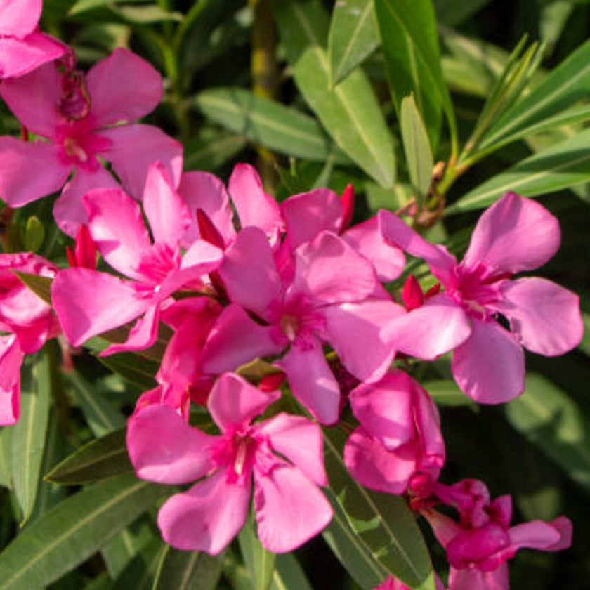 Oleander Bush Calypso Pink for Sale | PlantologyUSA.com – Plantology USA