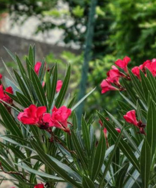 Oleander Bush Red for Sale | PlantologyUSA.com – Plantology USA