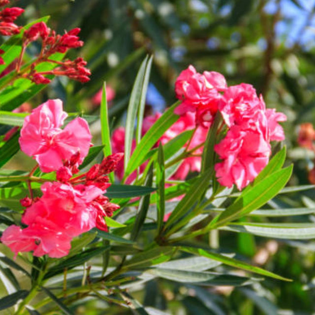 Oleander Bush Red for Sale | PlantologyUSA.com – Plantology USA
