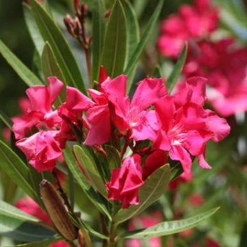 Oleander Bush Red for Sale | PlantologyUSA.com – Plantology USA
