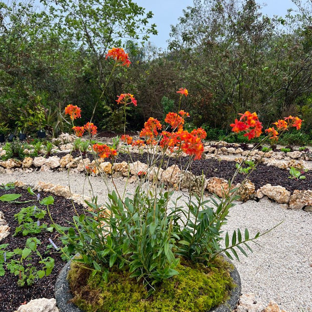 Epidendrum Ground Orchid Orange for Sale | PlantologyUSA.com ...