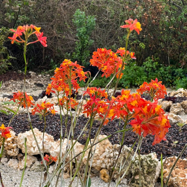 Epidendrum Ground Orchid Orange for Sale | PlantologyUSA.com ...