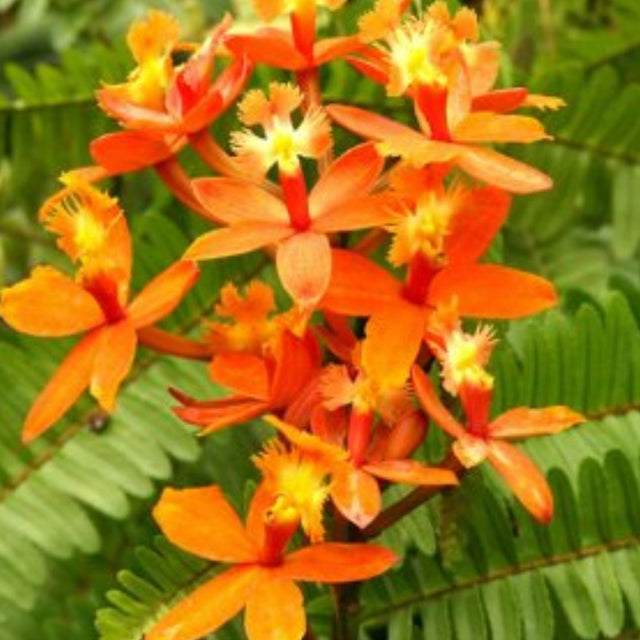 Epidendrum Ground Orchid Orange for Sale | PlantologyUSA.com ...