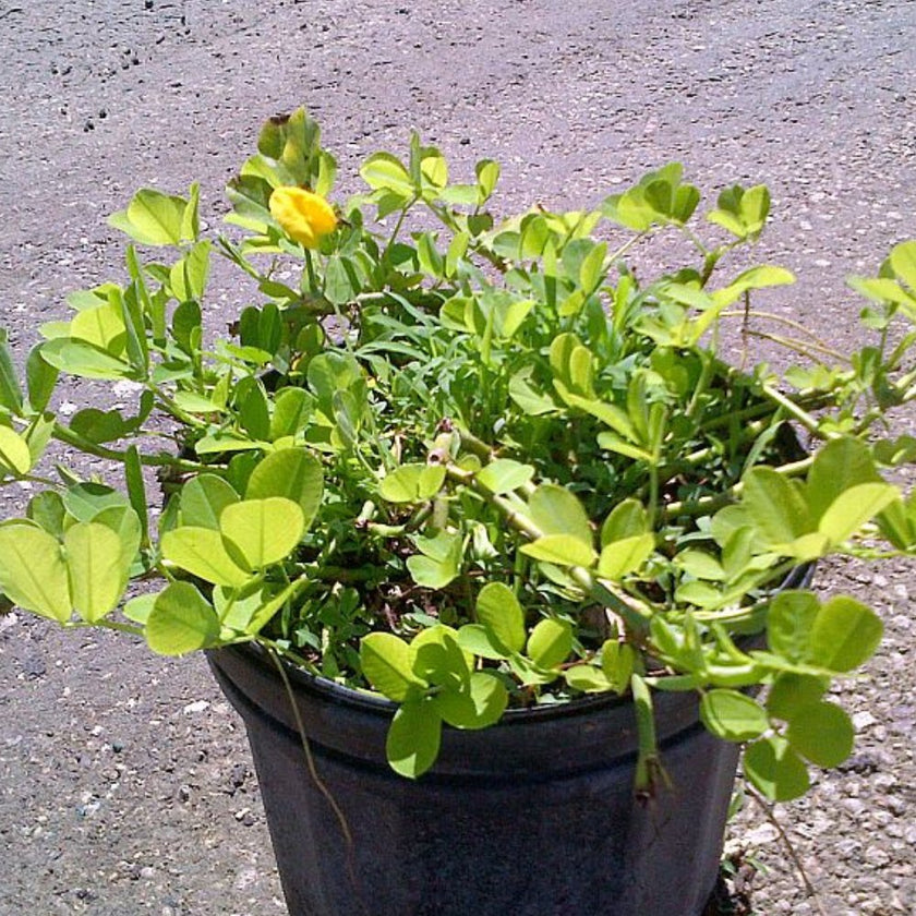 Perennial Peanut for Sale | PlantologyUSA.com – Plantology USA