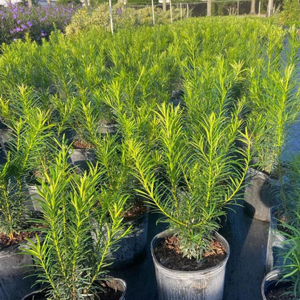 Podocarpus Maki for Sale | PlantologyUSA.com – Plantology USA