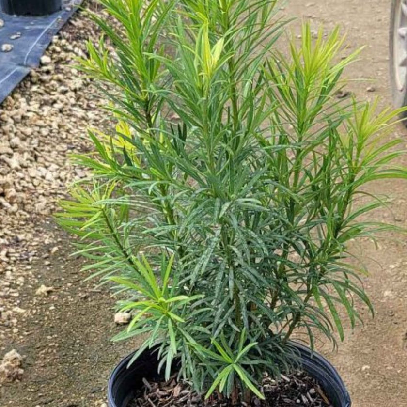 Podocarpus Maki for Sale | PlantologyUSA.com – Plantology USA