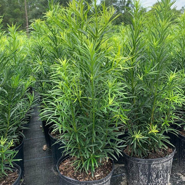 Podocarpus Maki for Sale | PlantologyUSA.com – Plantology USA