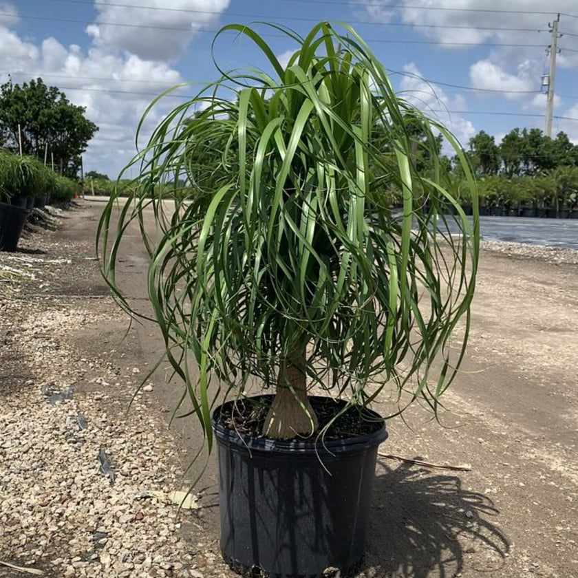 Ponytail Palm for Sale | PlantologyUSA.com – Plantology USA