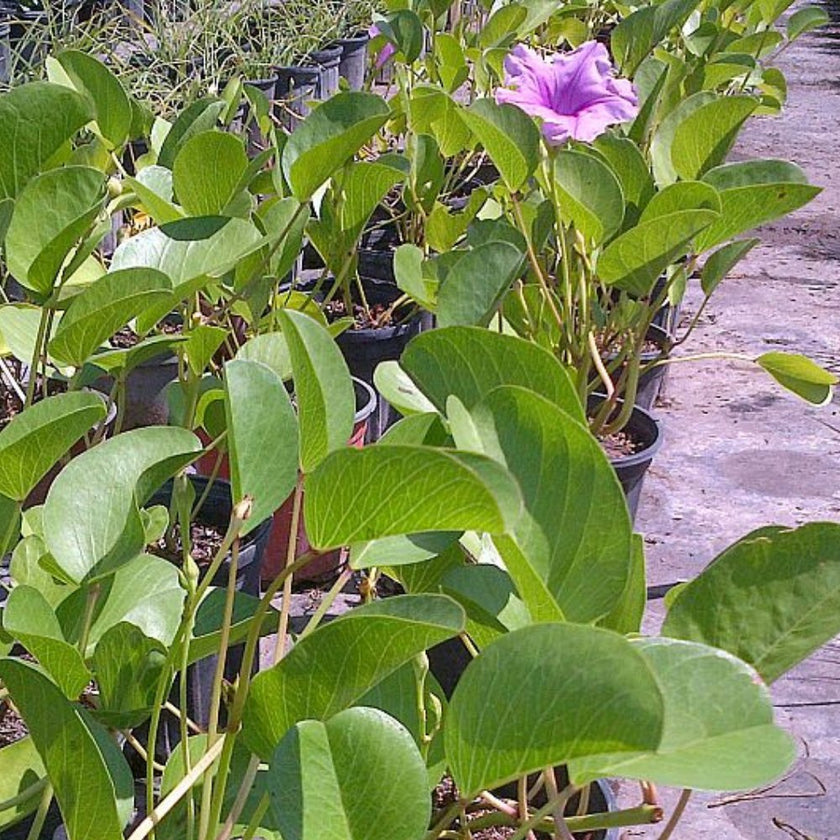 Railroad Vine for Sale | PlantologyUSA.com – Plantology USA