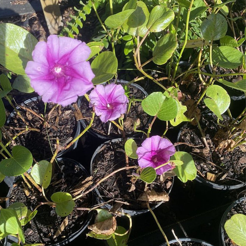 Railroad Vine for Sale | PlantologyUSA.com – Plantology USA