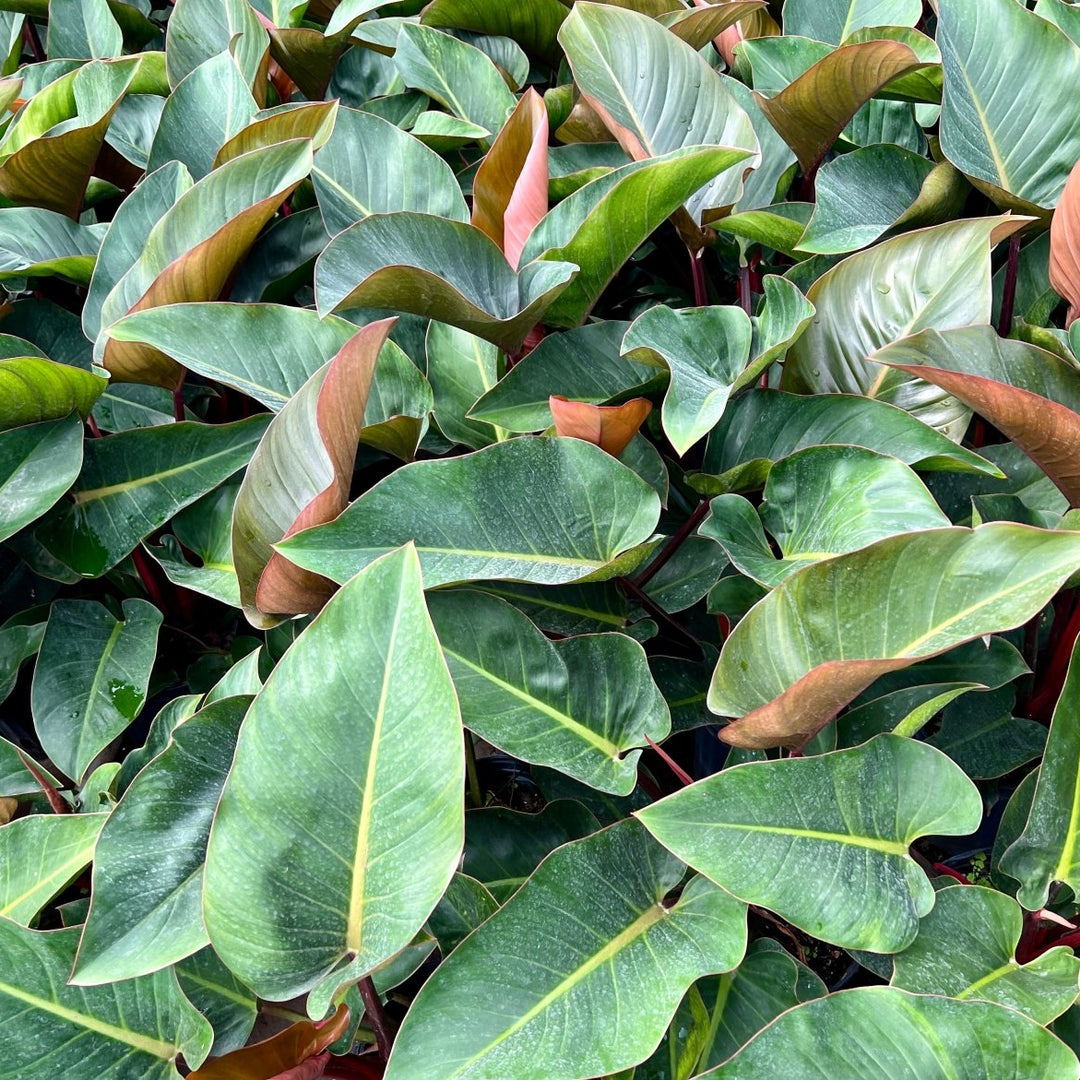 Red Congo Philodendron for Sale | PlantologyUSA.com – Plantology USA