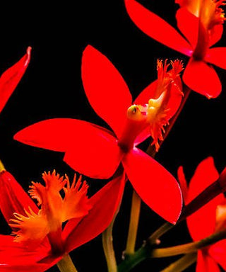 Red Epidendrum Ground Orchid for Sale | PlantologyUSA.com – Plantology USA