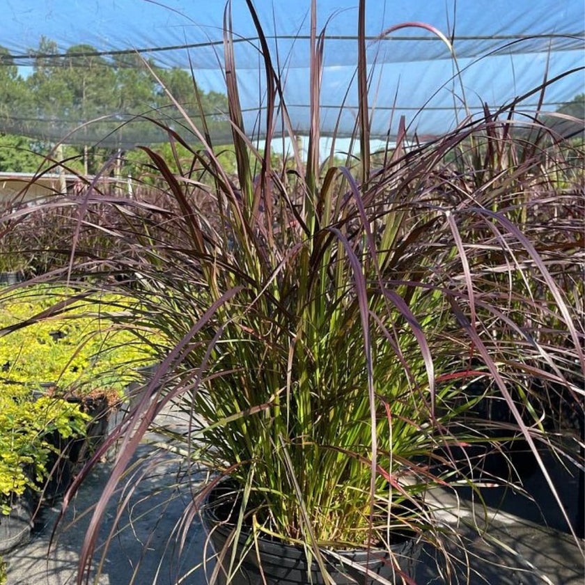 Red Fountain Grass for Sale | PlantologyUSA.com – Plantology USA