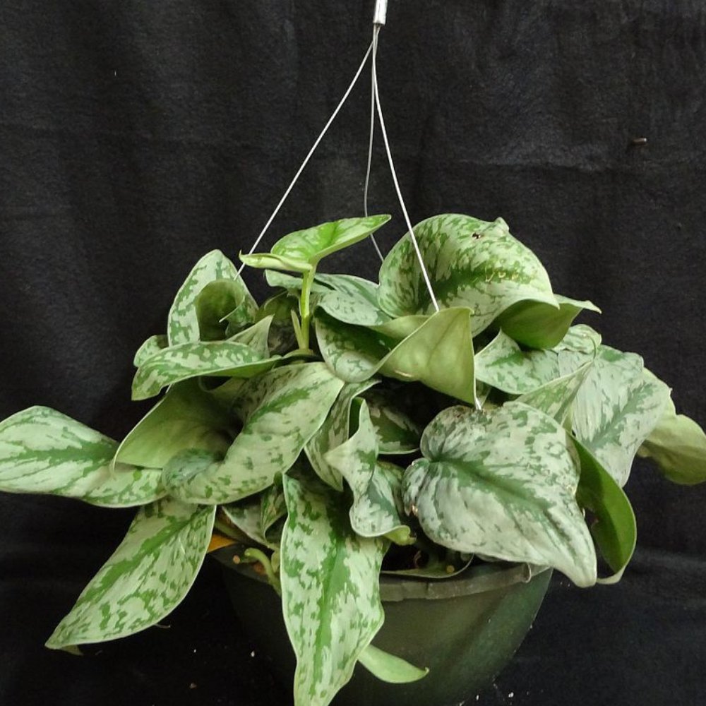 Scindapsus Silver Satin HB (Scindapsus pictus 'Argyraeus') – Plantology USA