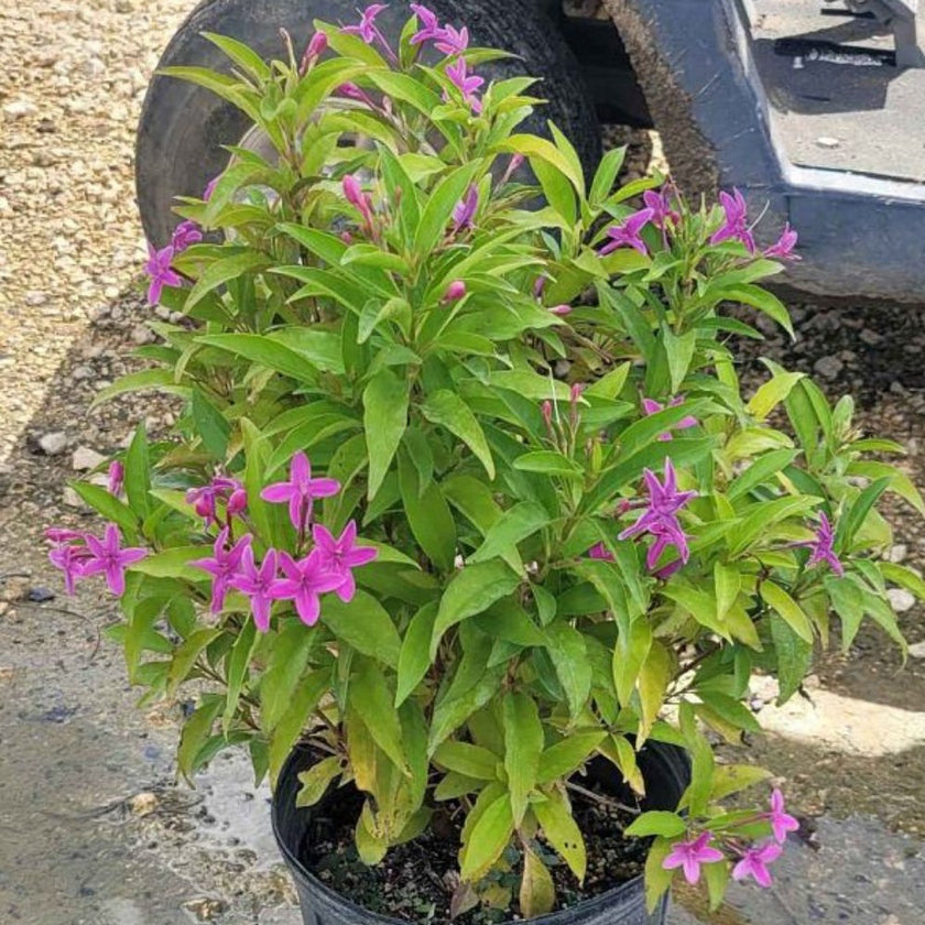 Shooting Star for Sale | PlantologyUSA.com – Plantology USA