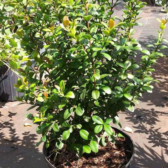 Simpson Stopper Standard for Sale | PlantologyUSA.com