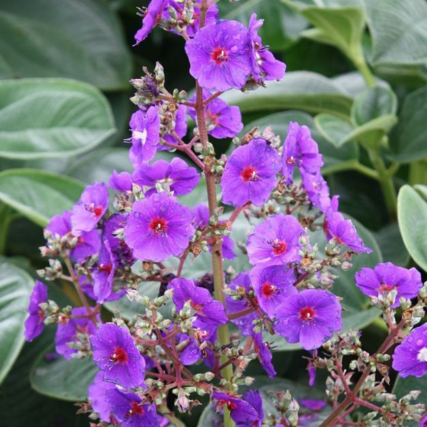 Tibouchina Dwarf for Sale | PlantologyUSA.com – Plantology USA