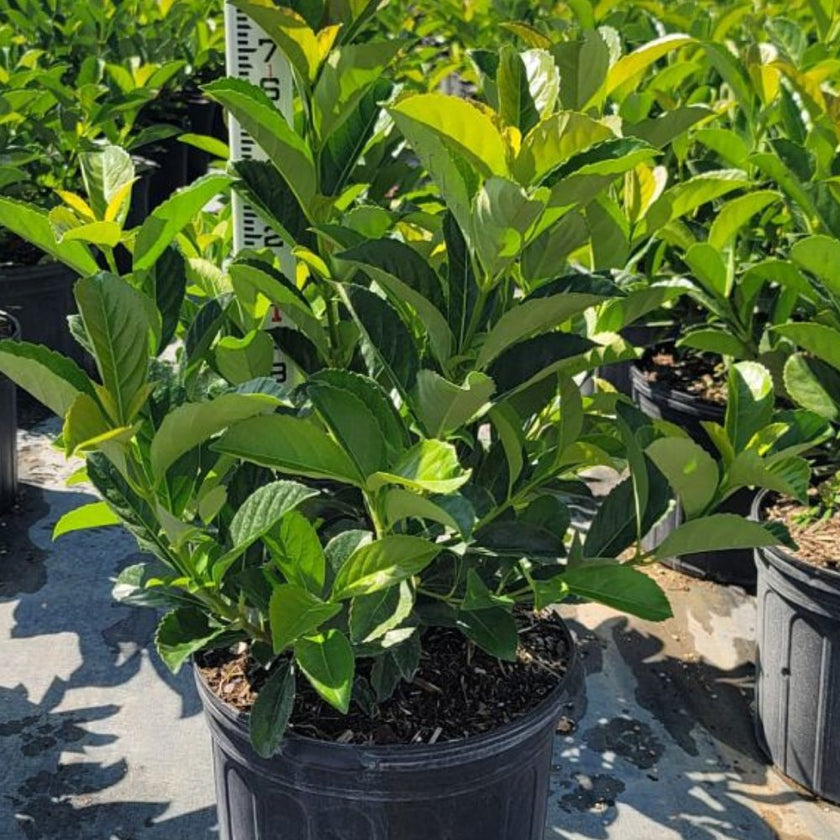 Viburnum Awabuki for Sale | PlantologyUSA.com – Plantology USA