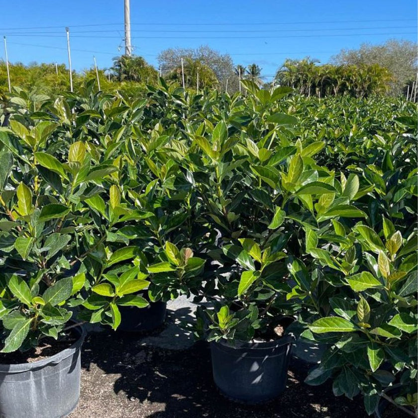 Viburnum Awabuki for Sale | PlantologyUSA.com – Plantology USA