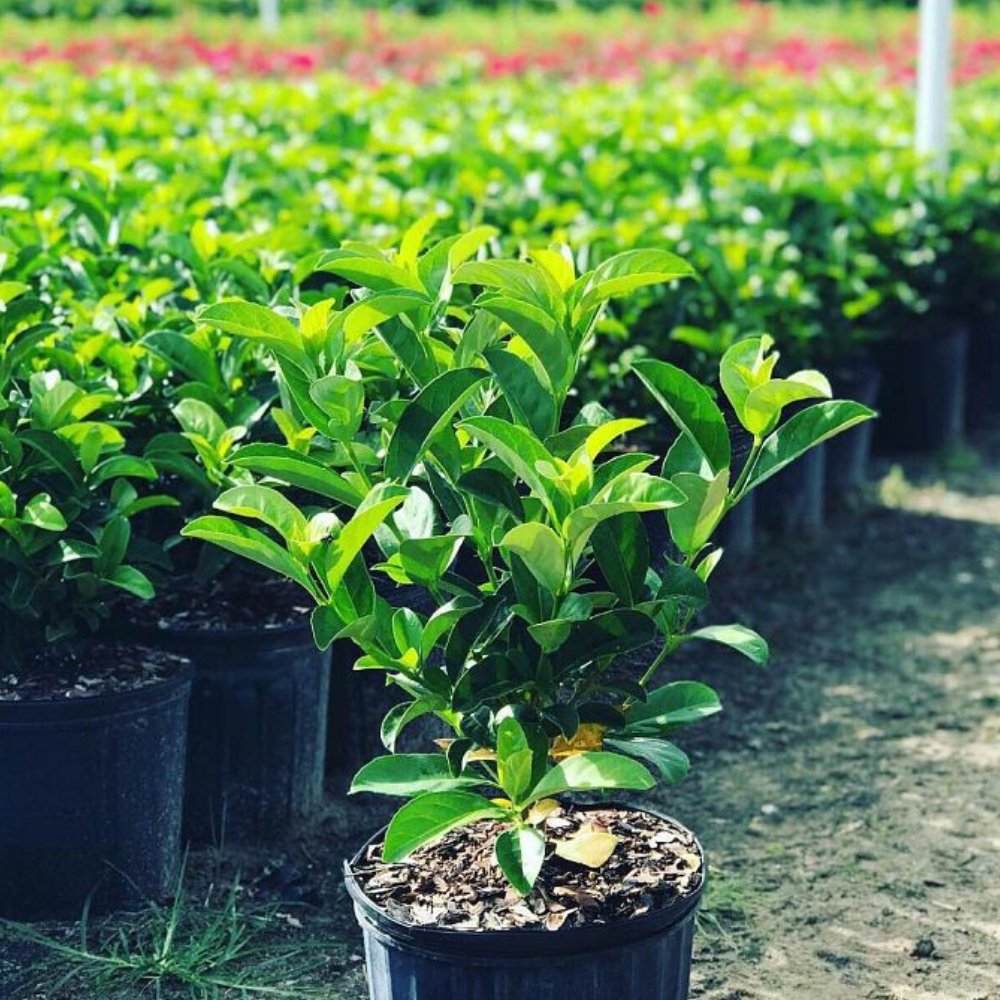 Viburnum Sweet Viburnum for Sale | PlantologyUSA.com – Plantology USA