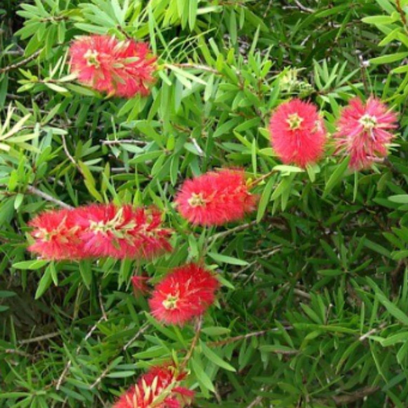 Weeping Bottlebrush for Sale | PlantologyUSA.com – Plantology USA