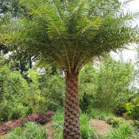 Wild Date Palm, Phoenix Sylvester for Sale | Plantology – Plantology USA