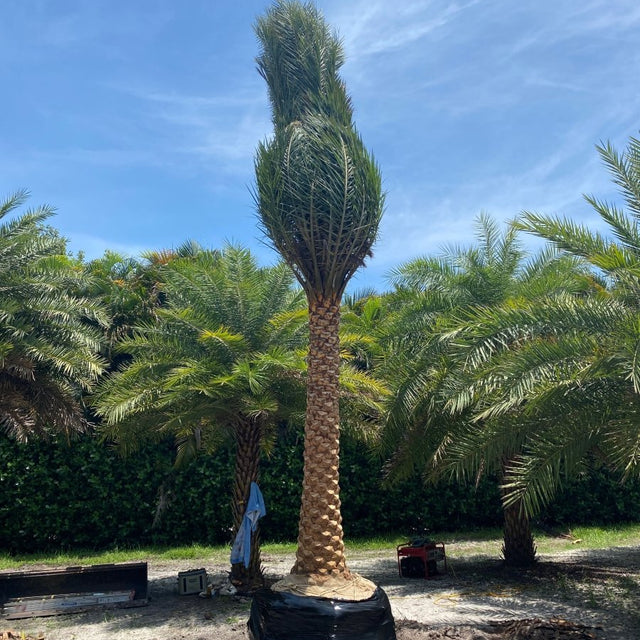 Wild Date Palm, Phoenix Sylvester for Sale | Plantology – Plantology USA