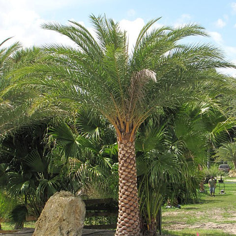 Wild Date Palm, Phoenix Sylvester for Sale | Plantology – Plantology USA