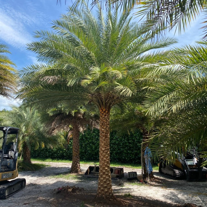 Wild Date Palm, Phoenix Sylvester for Sale | Plantology – Plantology USA