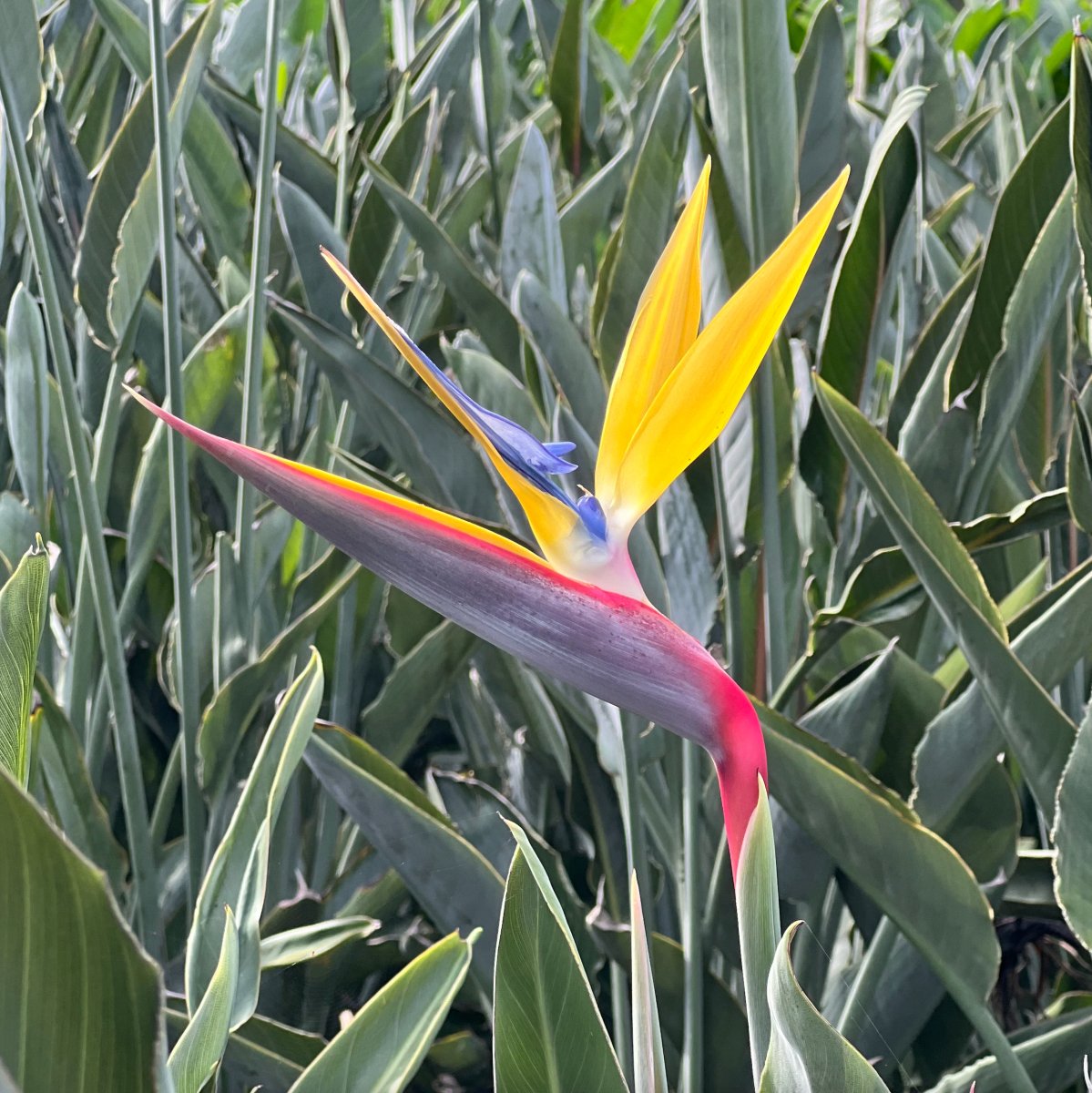 Yellow Bird Of Paradise for Sale PlantologyUSA Plantology USA