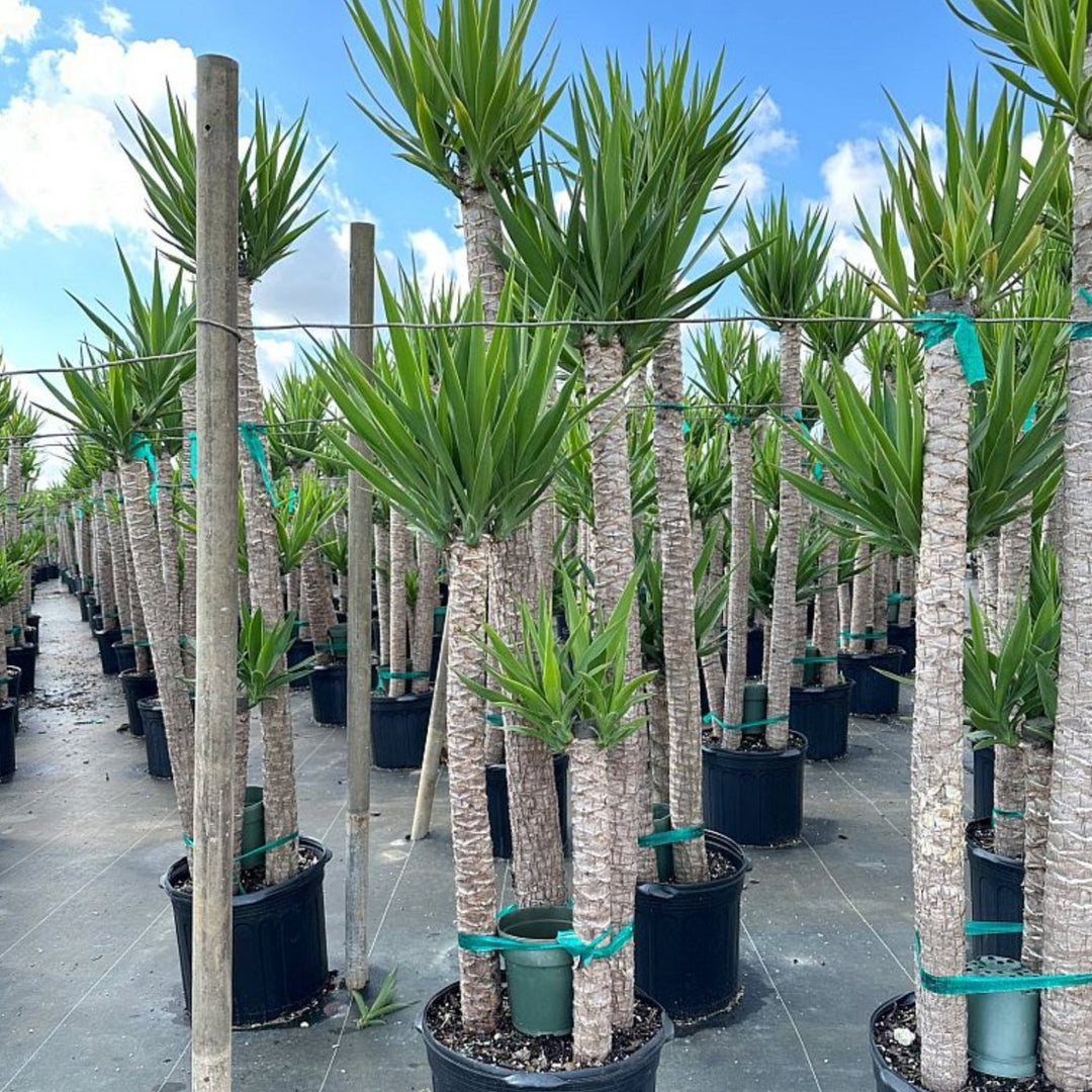 Yucca Cane for Sale | PlantologyUSA.com – Plantology USA