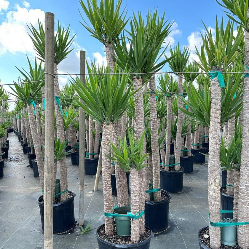 Yucca Cane for Sale | PlantologyUSA.com – Plantology USA