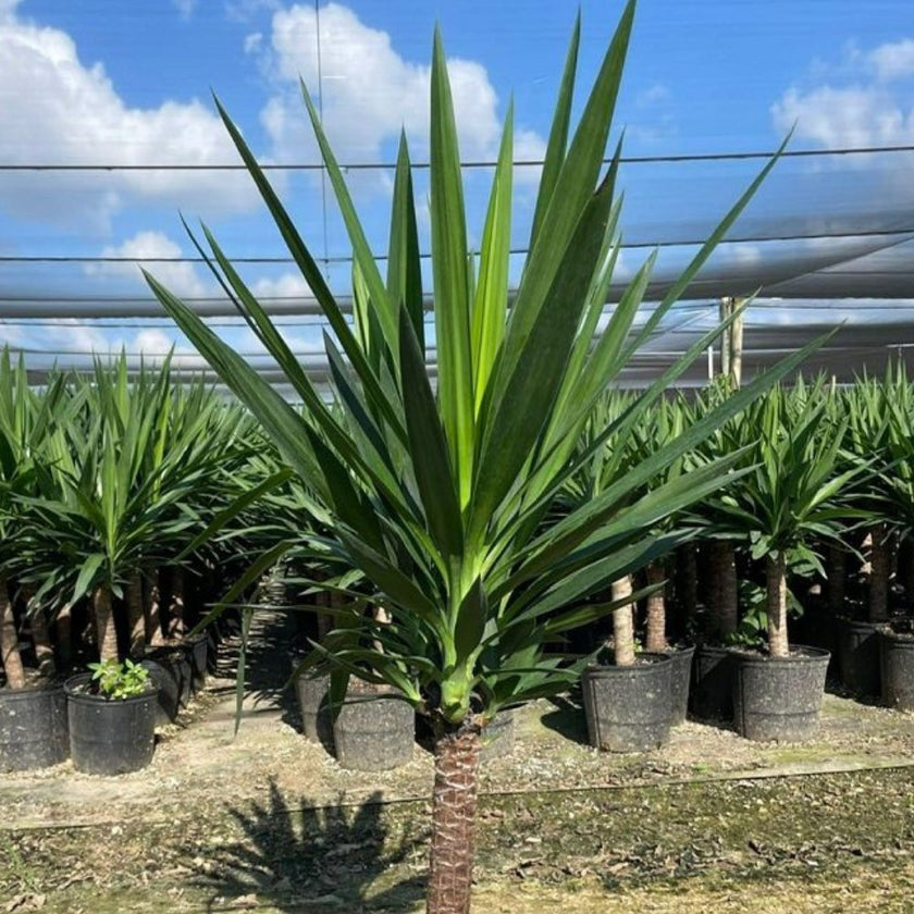 Yucca Cane for Sale | PlantologyUSA.com – Plantology USA