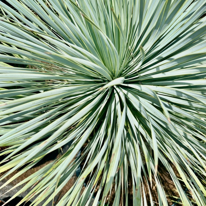 Yucca for Sale | PlantologyUSA.com – Plantology USA